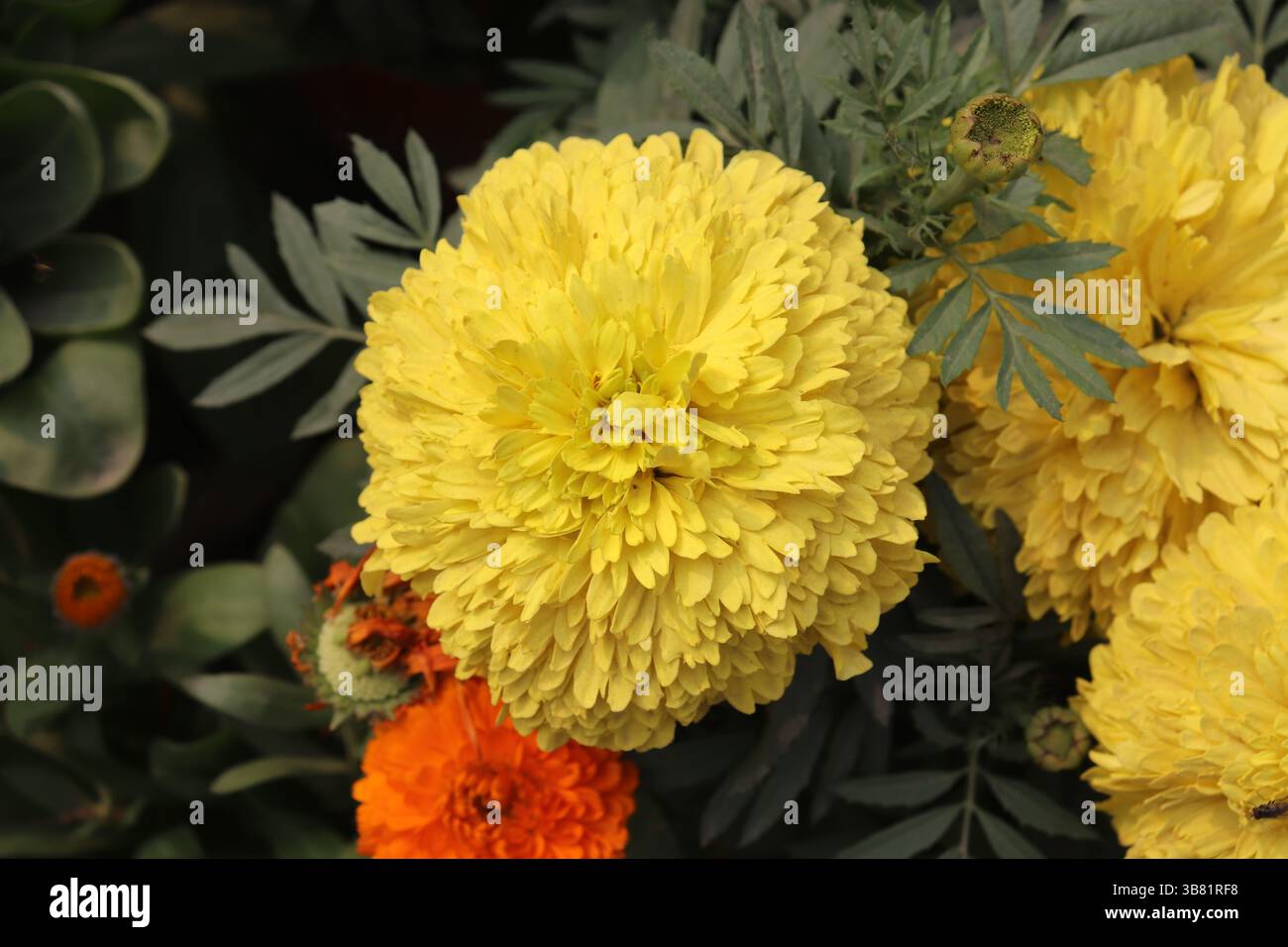Close-up captures the beauty of yellow and orange marigold flowers ...