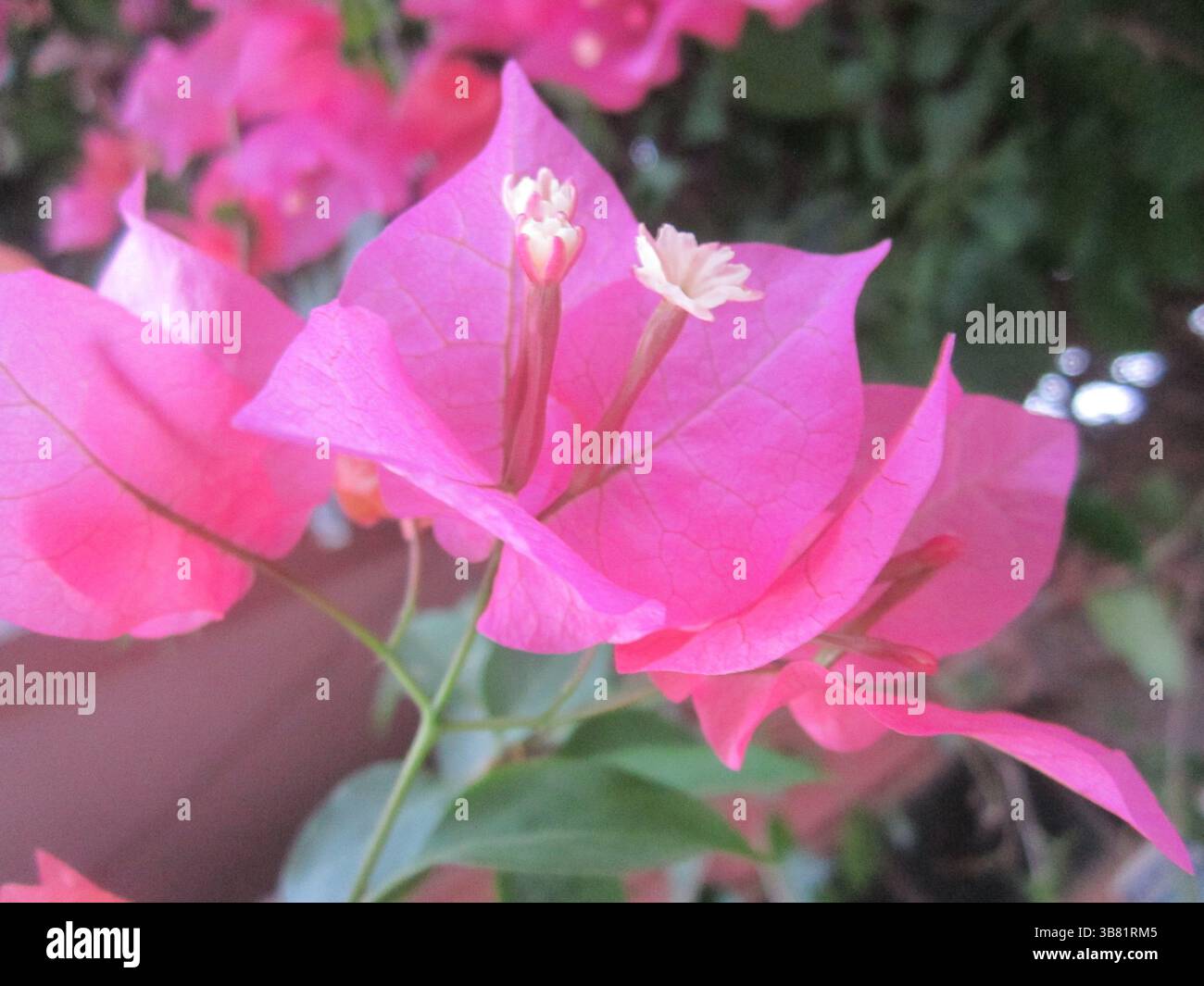 Delicate flowering structures hi-res stock photography and images - Alamy