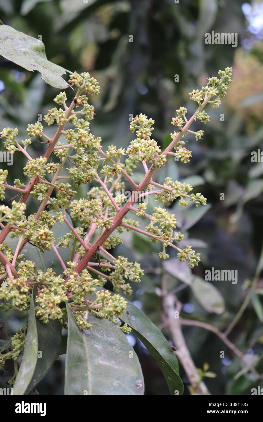 Close-up captures a mango tree branch, displaying the beauty of the ...