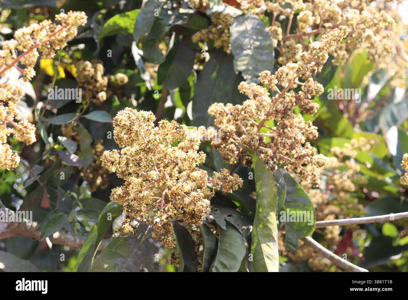 Close up captures mango hi-res stock photography and images - Alamy