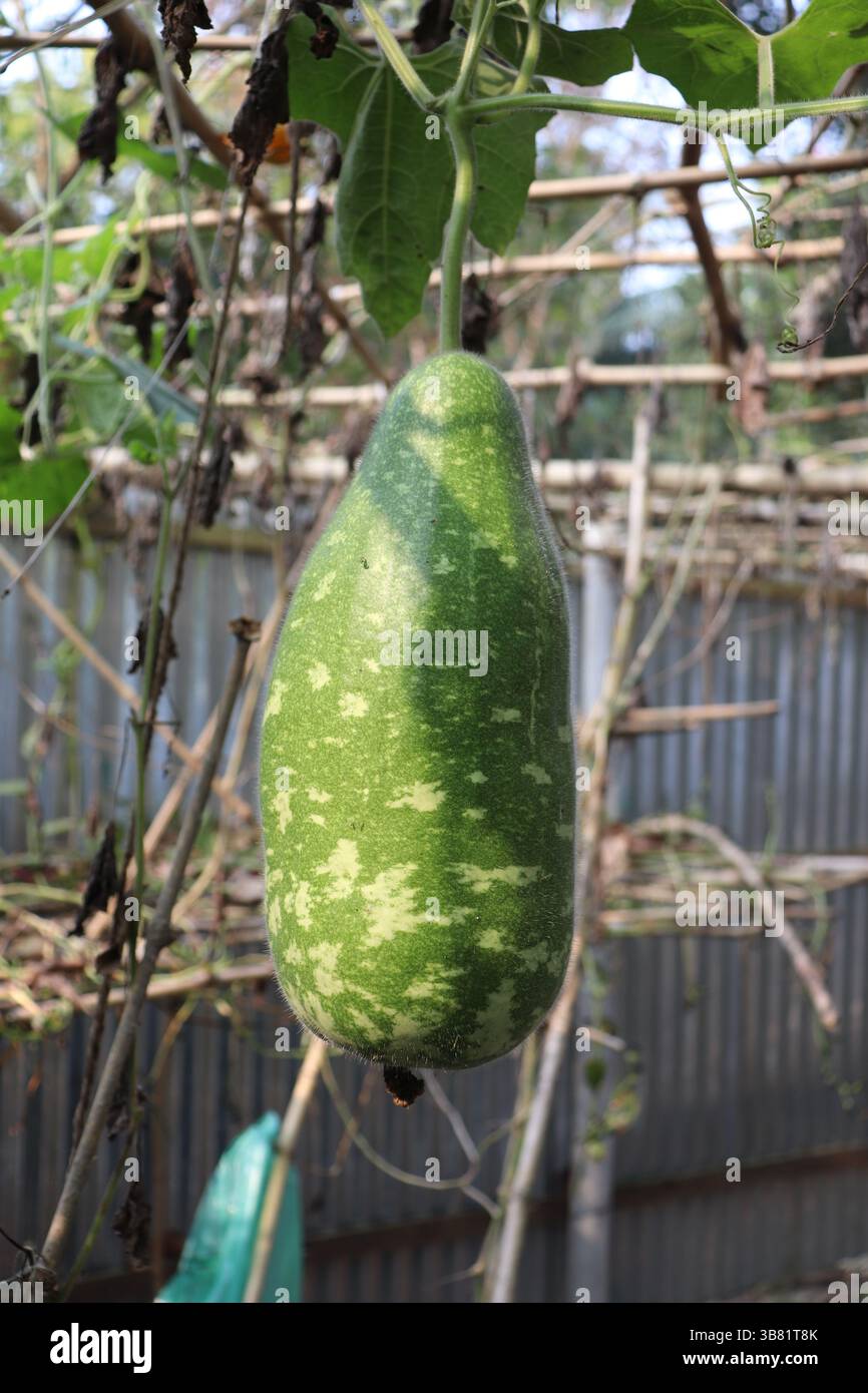 A detailed close up features a bottle gourd suspended naturally on a ...