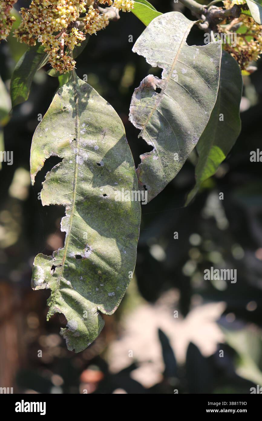 This detailed macro shot displays infected mango leaves marred by holes ...