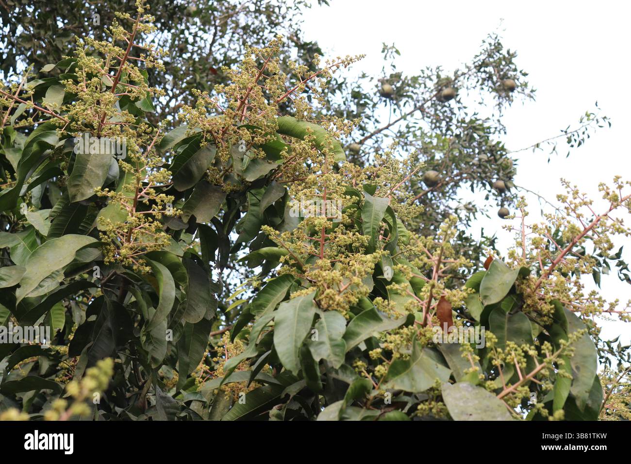 Reveals the vibrant growth cycle of a mango tree, showcasing its robust ...