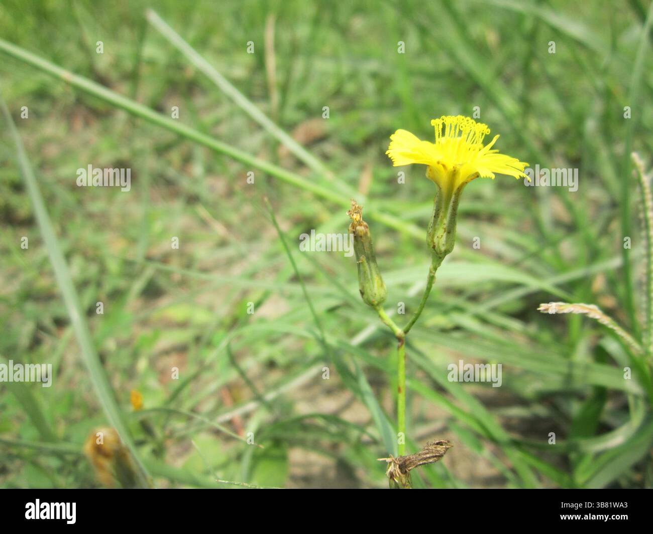 Detailed close up showcases a single yellow flower with vivid petals ...