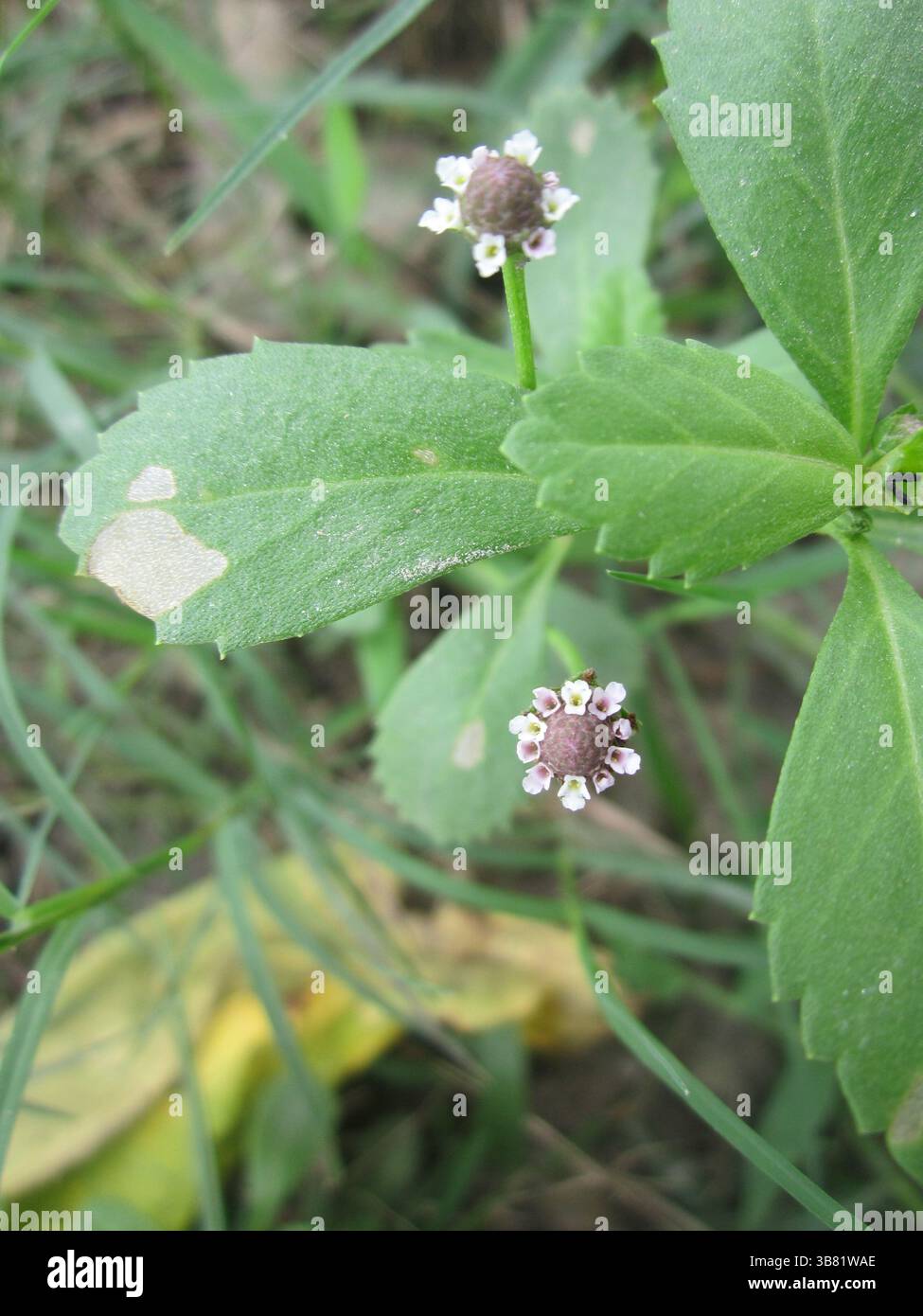 Focuses on the small white flower hi-res stock photography and images ...