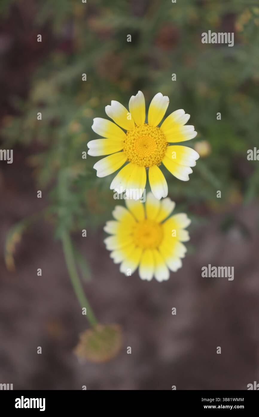 Close-up showcases two beautiful daisy flowers featuring vibrant yellow ...