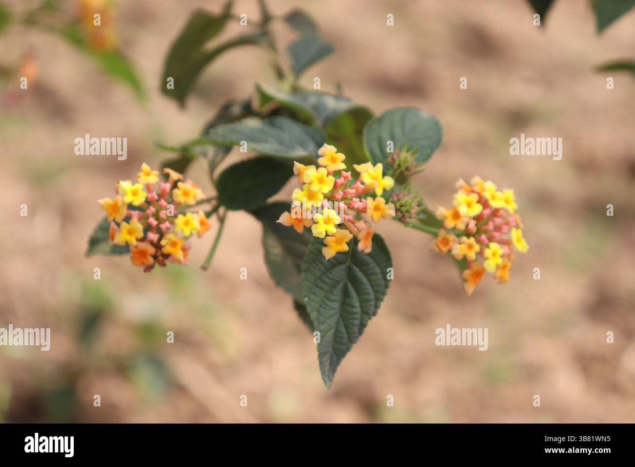 Lantana's enchanting bloom showcases vibrant clusters of yellow and ...