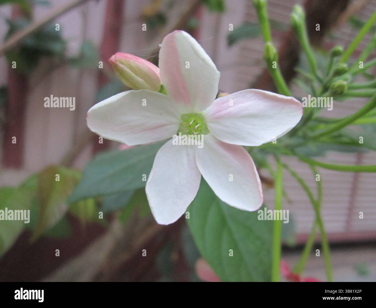 Close up view reveals flowering hi-res stock photography and images - Alamy