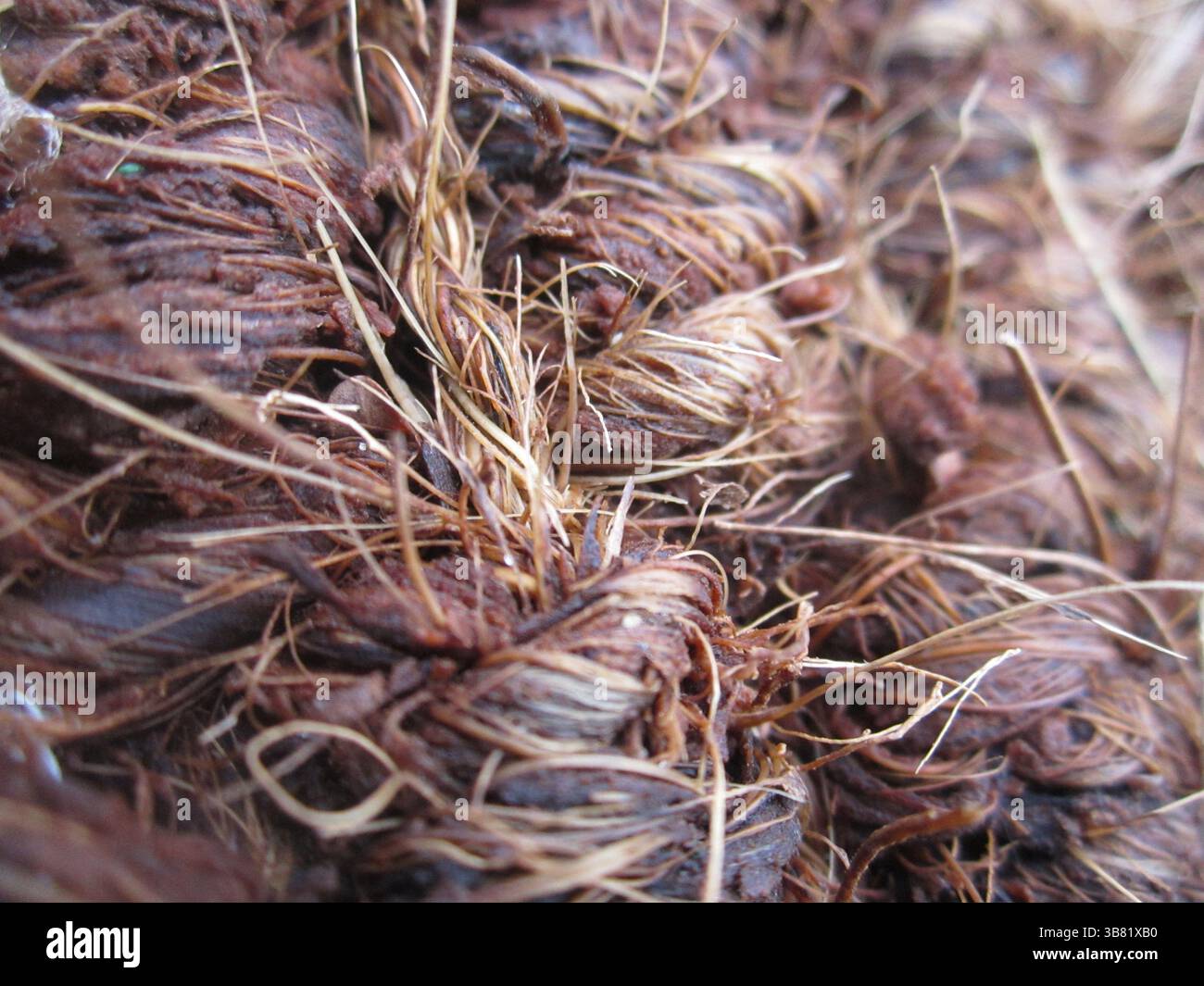 Focus is captured on the intricate details of dark brown fiber roots ...