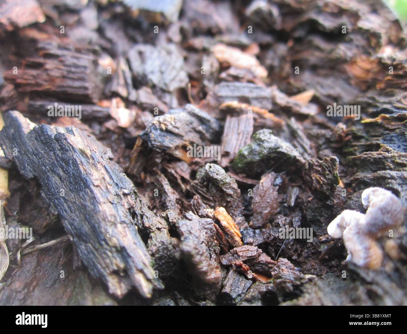 Intimate closeup captures bark pieces in sharp focus alongside a ...