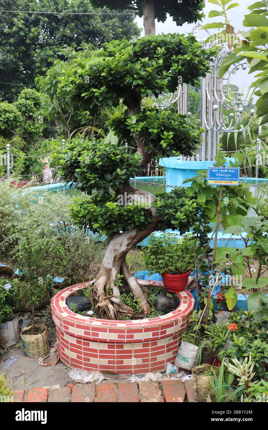A well-cultivated bonsai tree features a thick, twisting trunk and ...