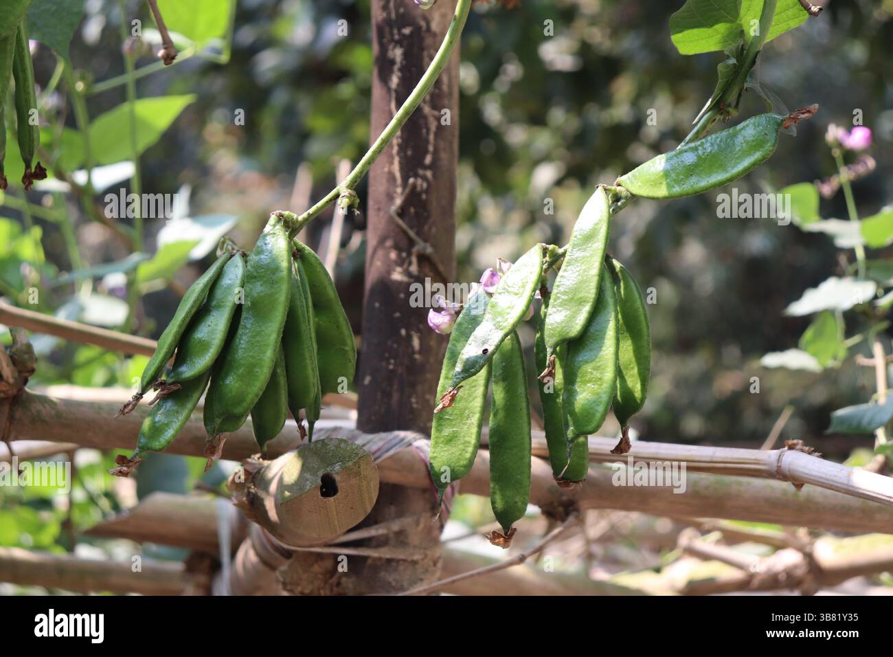 Clusters fresh green lablab hi-res stock photography and images - Alamy