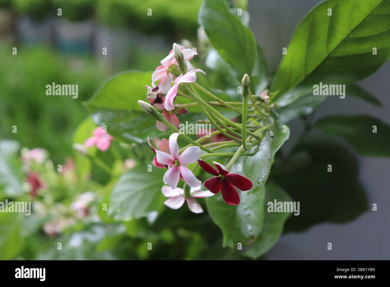 This close up highlights the beautiful transition in color of the ...