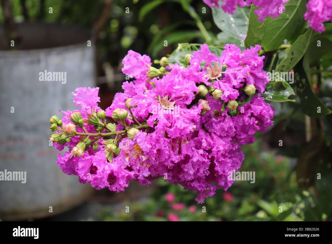 Captured close up, the image showcases the vivid pink clusters of crape ...