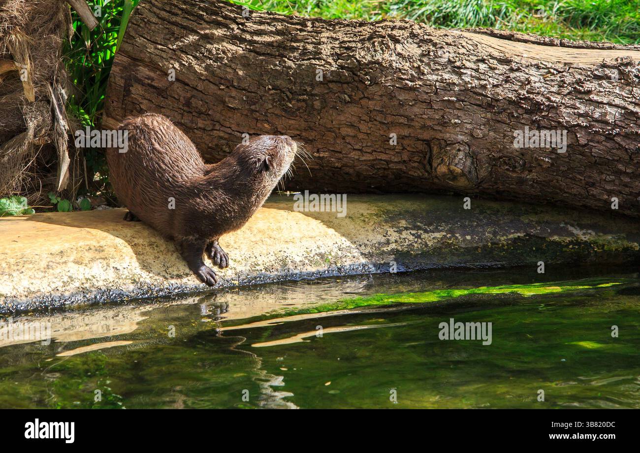 Short Clawed Otter on the shoreline next to a pool of water, looking at ...