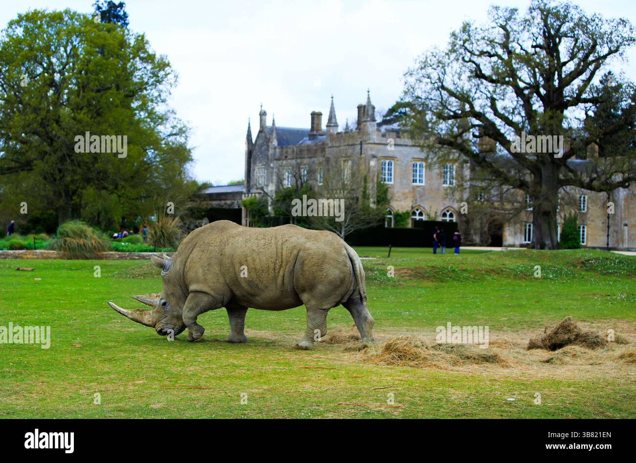 Captive White Rhinceros (Ceratotherium simum) , walking on a grass ...