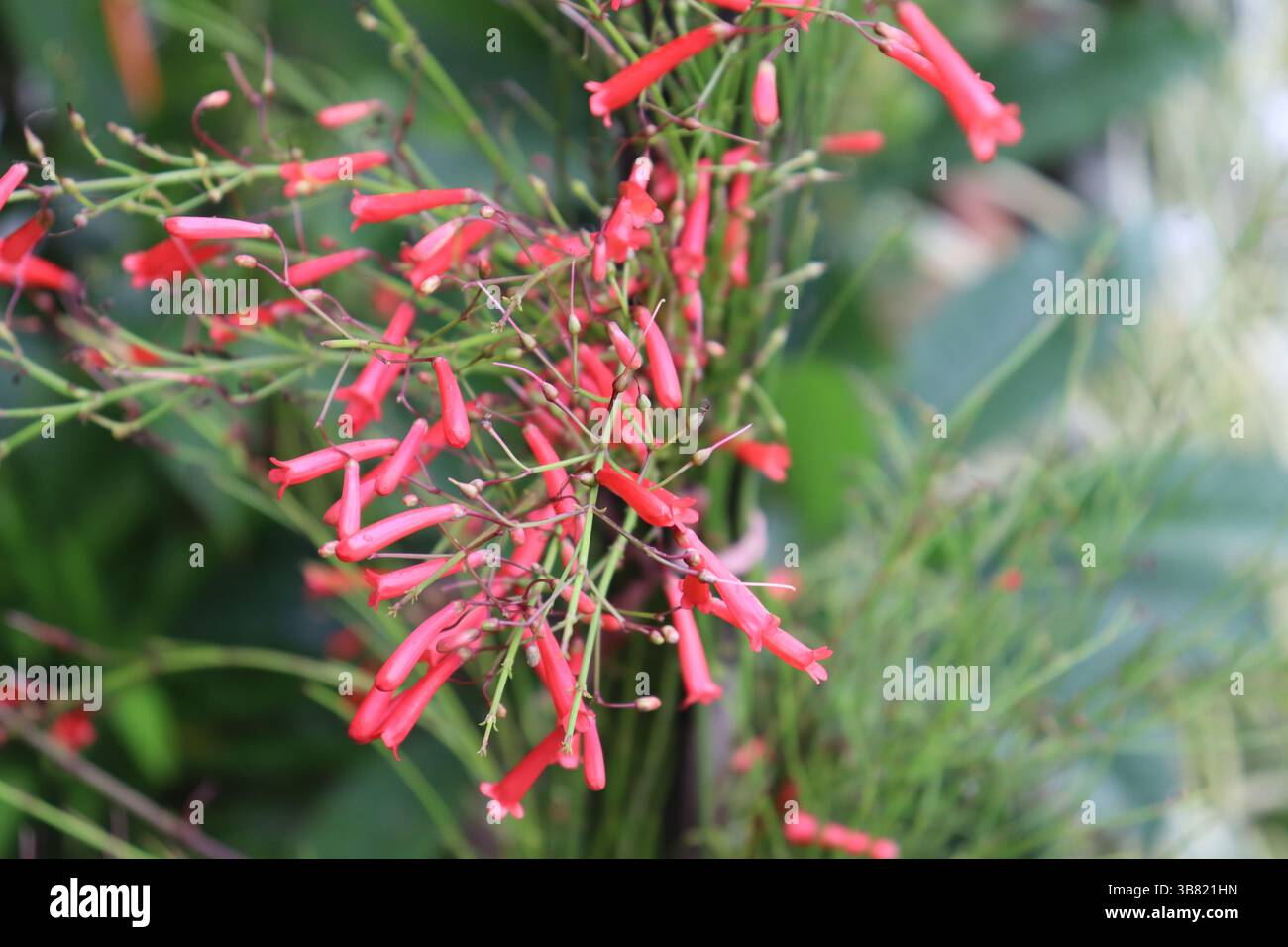 Natural intimate flowering plant hi-res stock photography and images ...