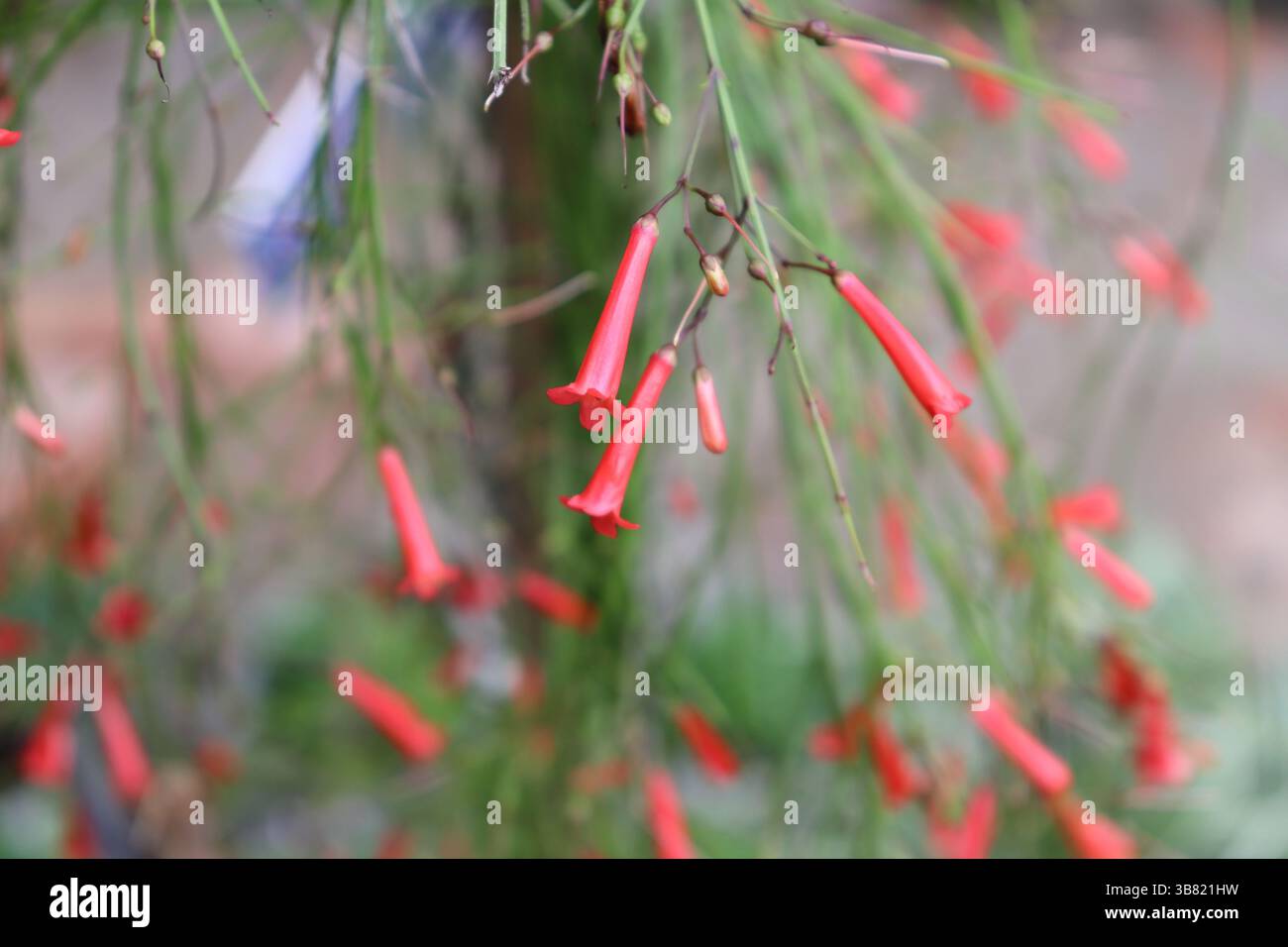 Close-up captures striking details of firecracker flowers with their ...