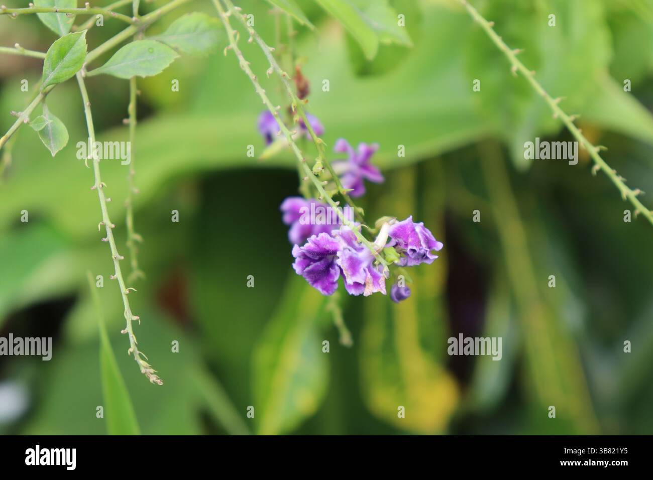 Duranta erectas hi-res stock photography and images - Alamy
