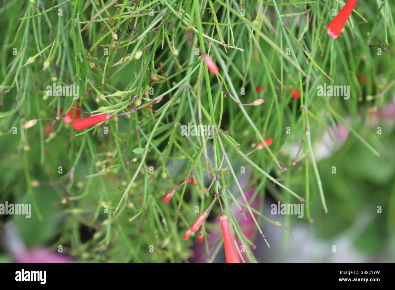 Firecracker vine hi-res stock photography and images - Alamy