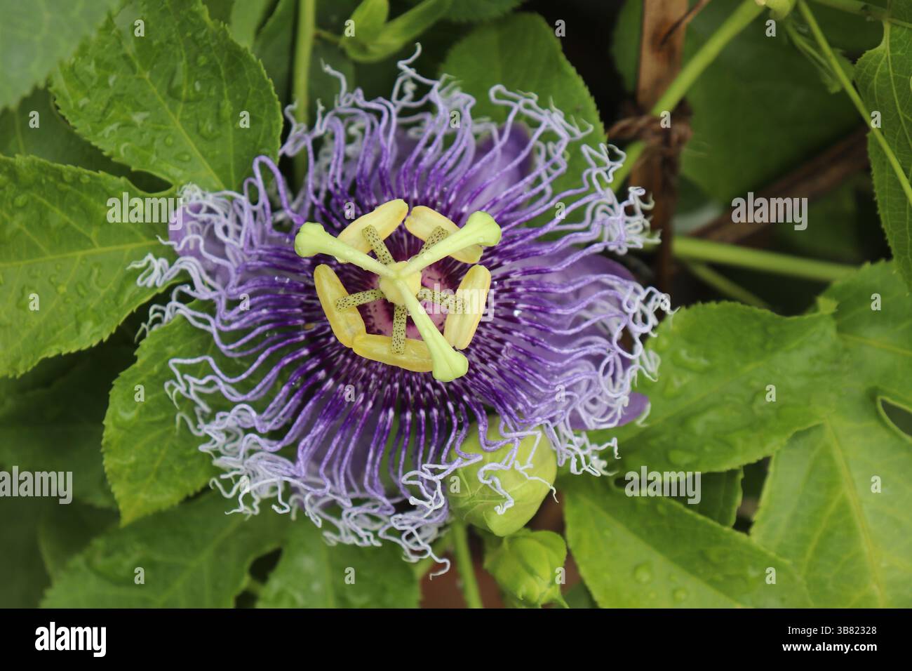 Captivating close up showcases the detailed beauty of a purple passion ...