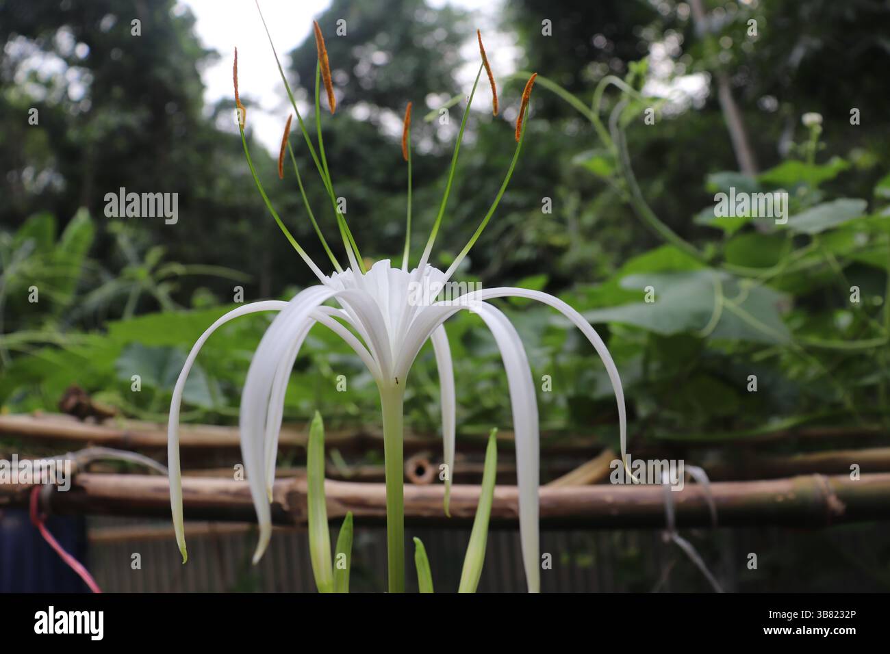 Captures a white spider lily from a low angle, highlighting its unique ...