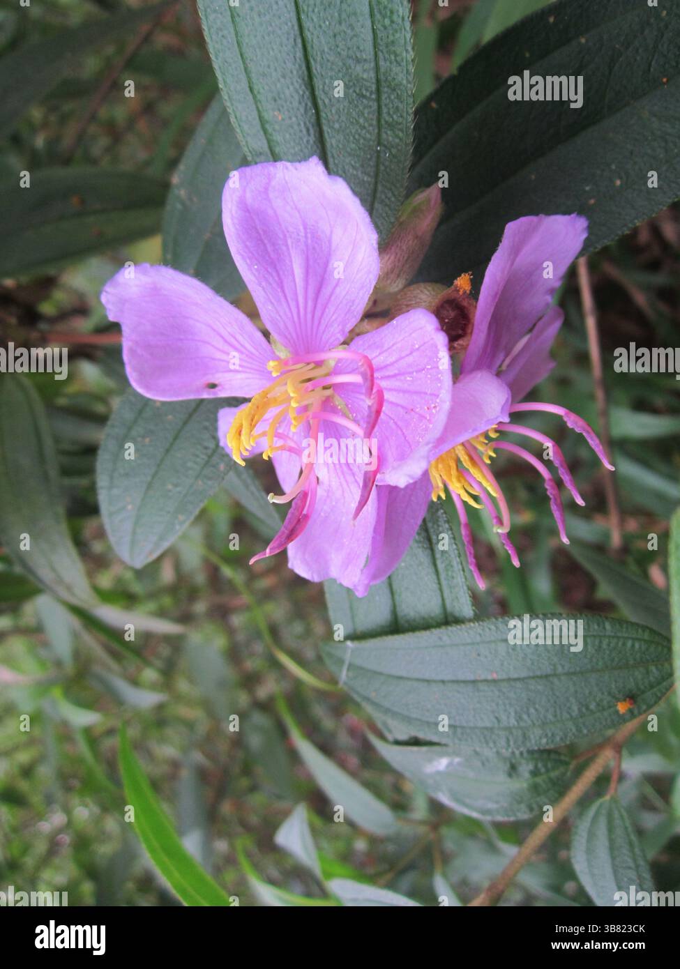 A close-up highlights the delicate beauty of two purple Osbeckia ...
