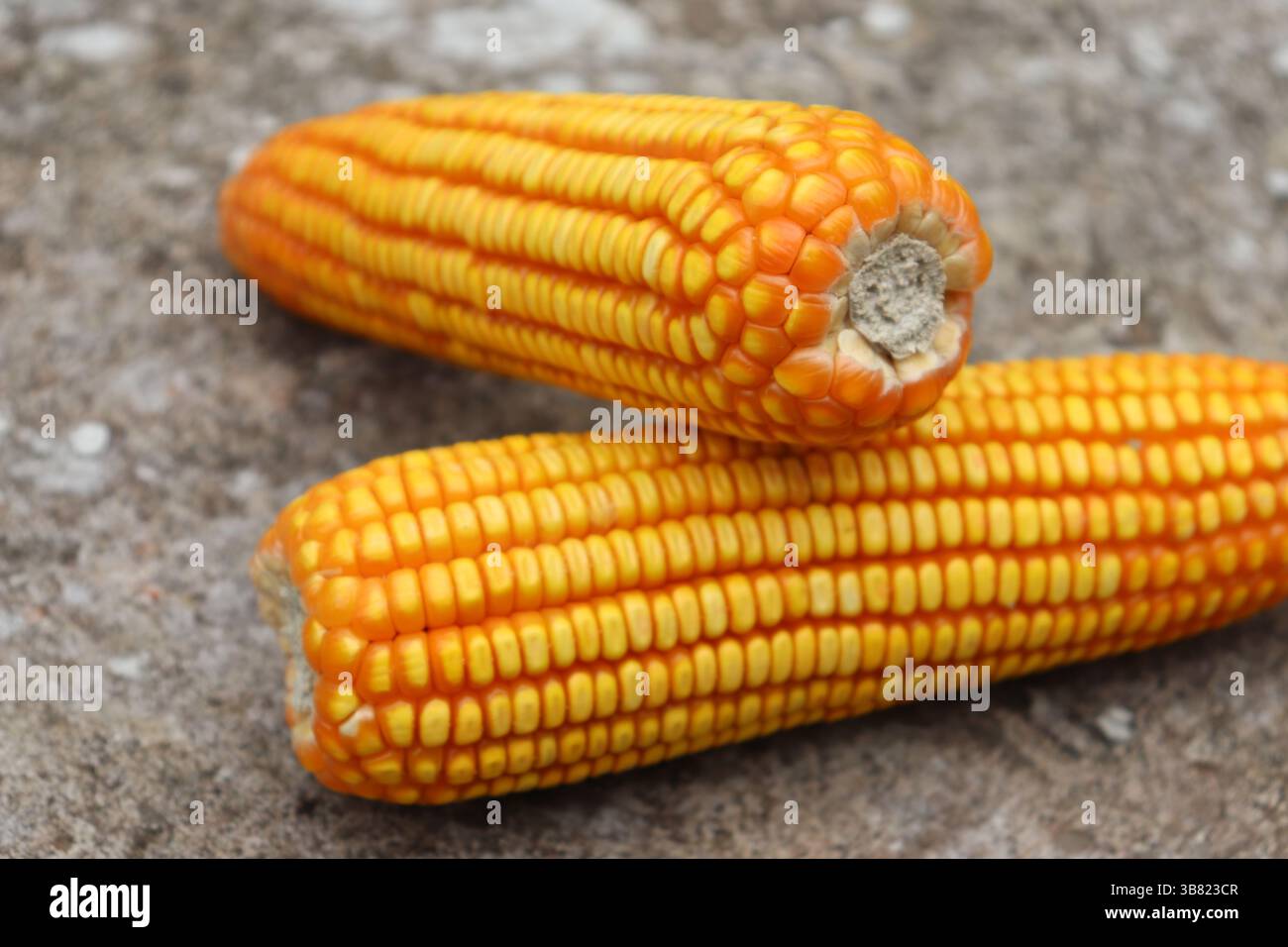 This close-up showcases two cobs of dried corn displaying a bright ...