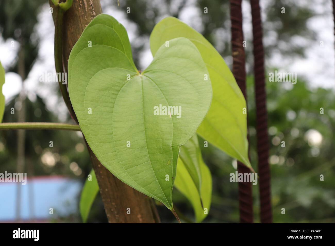 This detailed close up shot captures the vibrant green betel leaves ...