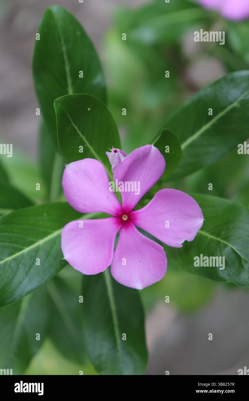 This close-up captures a vibrant five-petaled pink periwinkle flower ...