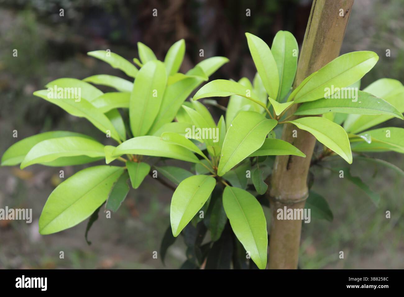 Capture of a young tree stem enveloped by bright green leaves. The ...
