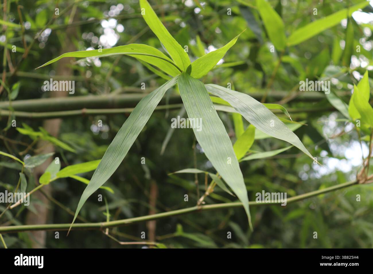 Close-up shot captures the vibrant green bamboo leaves clustered ...