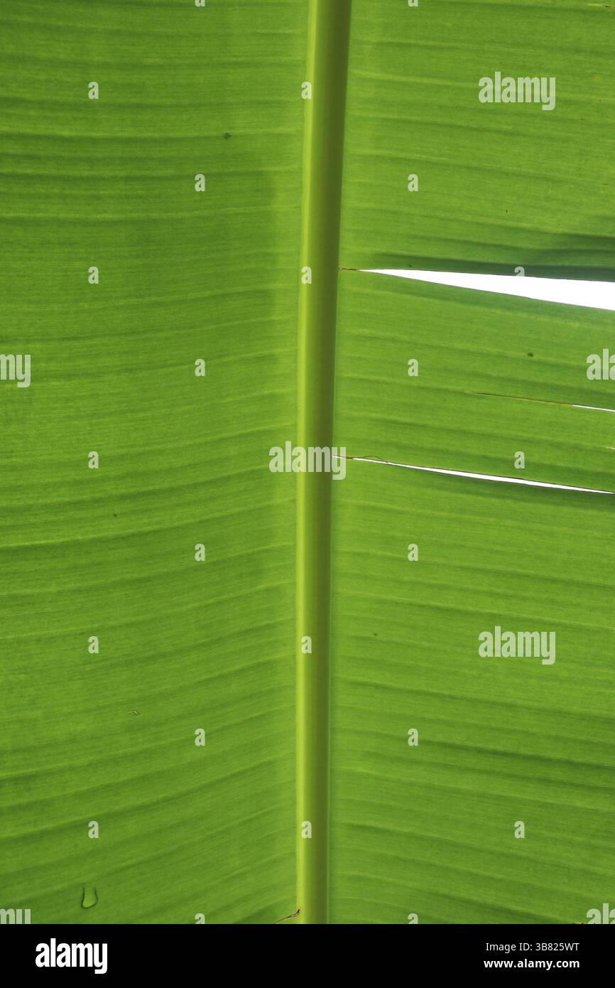 Showcasing intricate venation patterns hi-res stock photography and ...