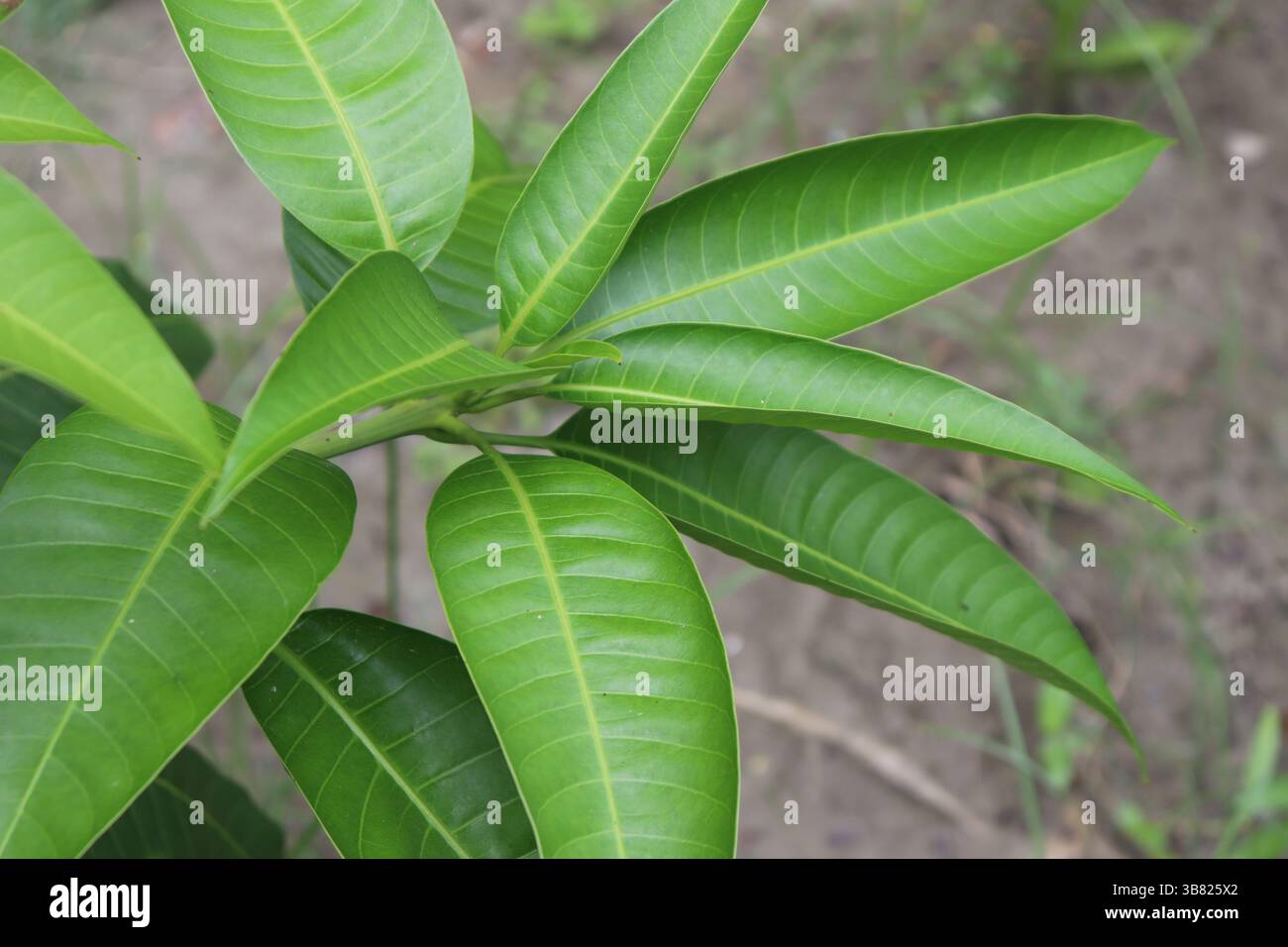A detailed image showcases the vibrant bright green leaves of a mango ...