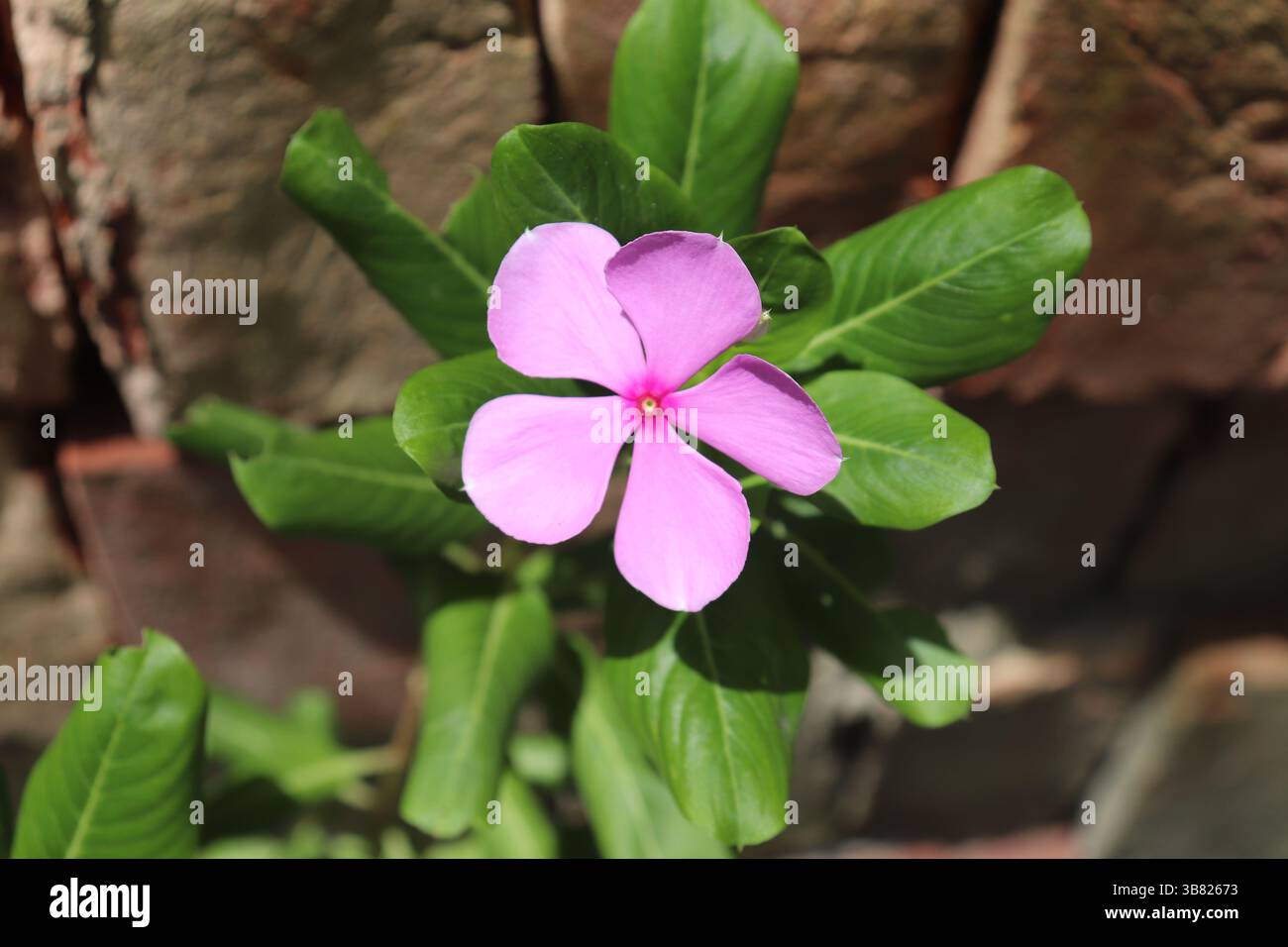 Single radiant pink periwinkle blossom with five petals captures the ...
