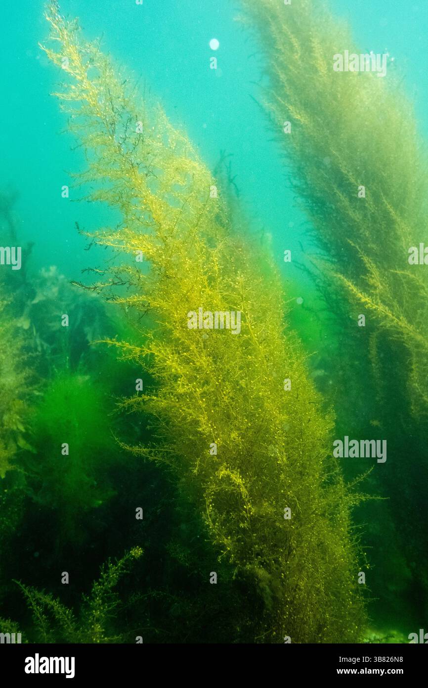 Underwater photograph of a seaweed reef of varying colours including ...