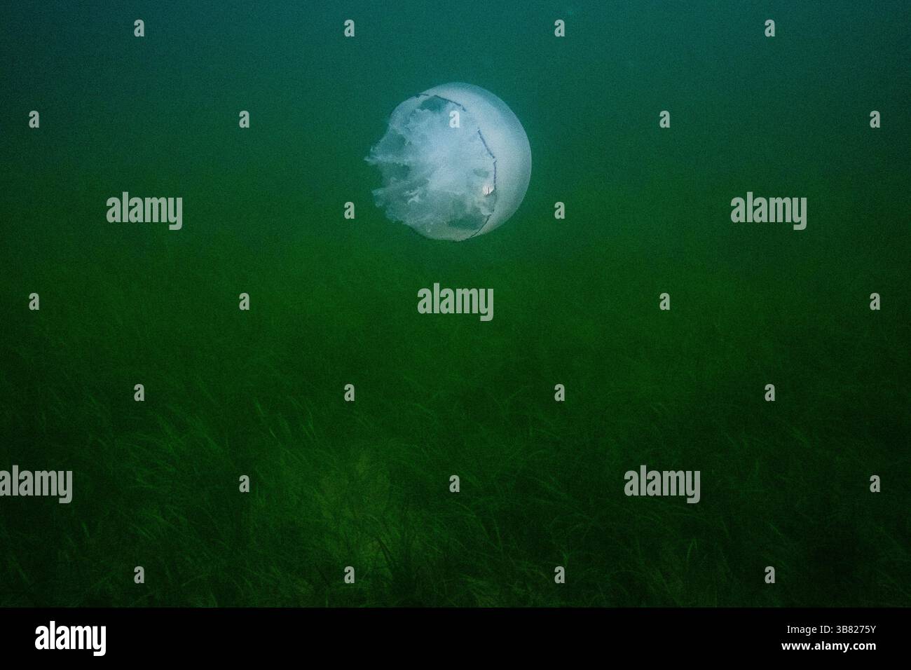 Underwater photograph in the English Channel of the Atlantic Ocean of a ...