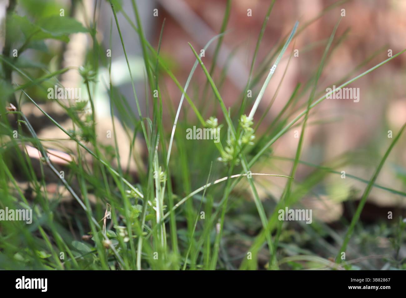 Depicts vibrant green grass intermingled with weeds, crafting a dense ...