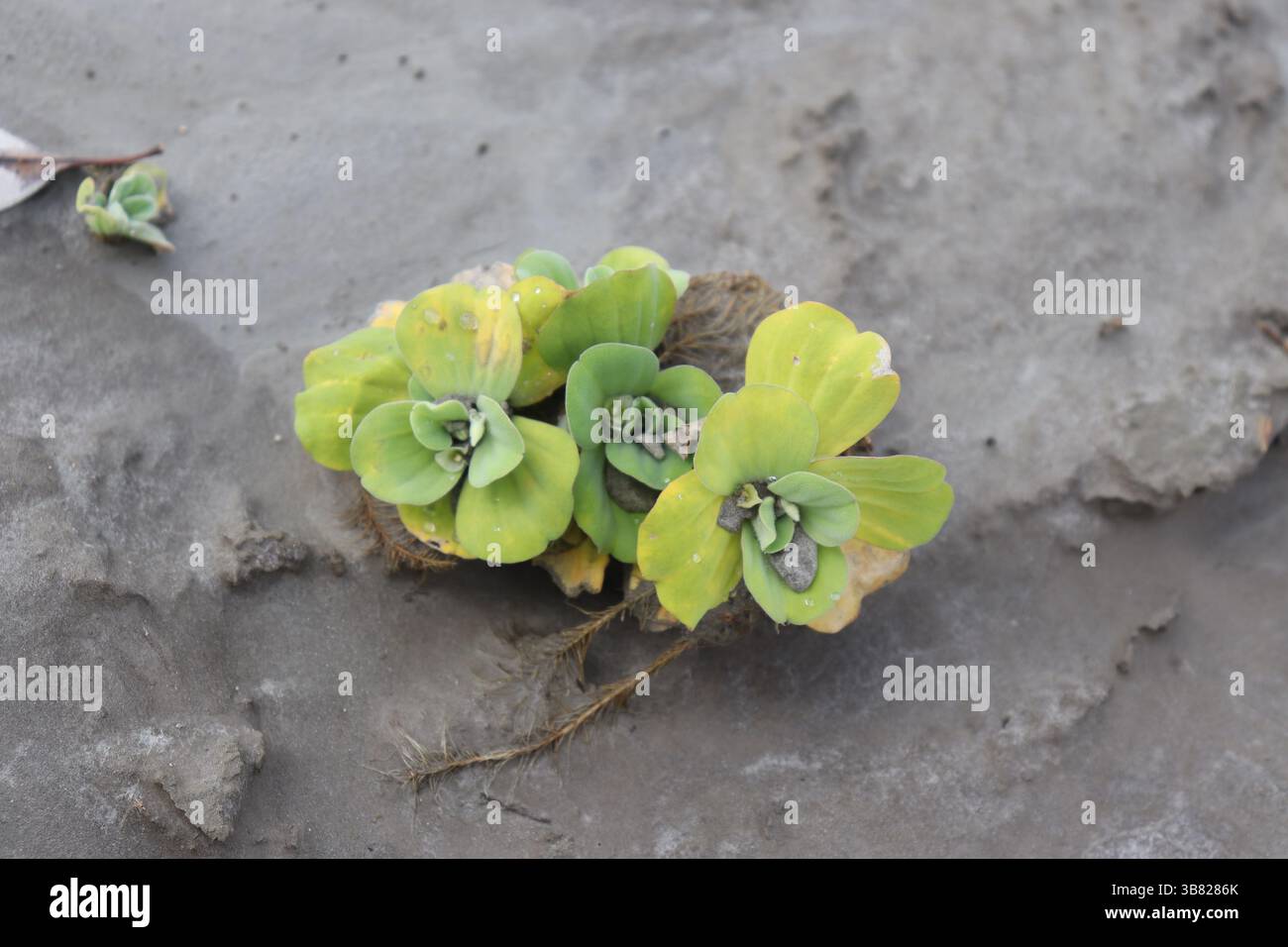 A close up captures clusters of vibrant green water lettuce plants. The ...
