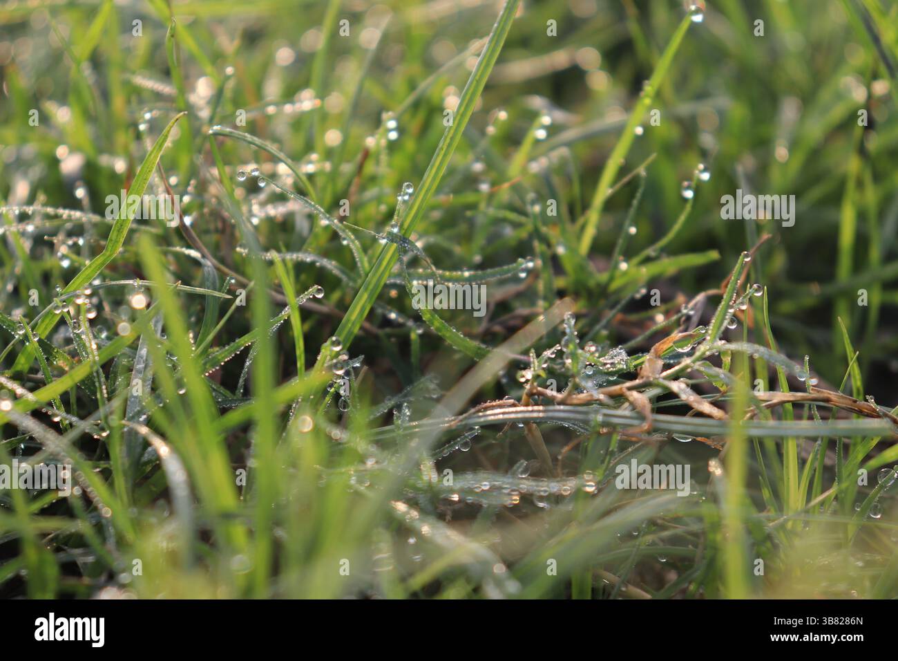 Dewdrops clinging to vibrant green grass create a scene of morning ...