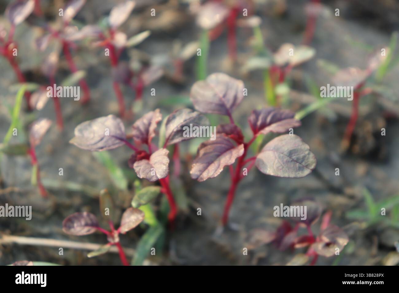 Young amaranth plants sprout from the soil with deep purple leaves and ...