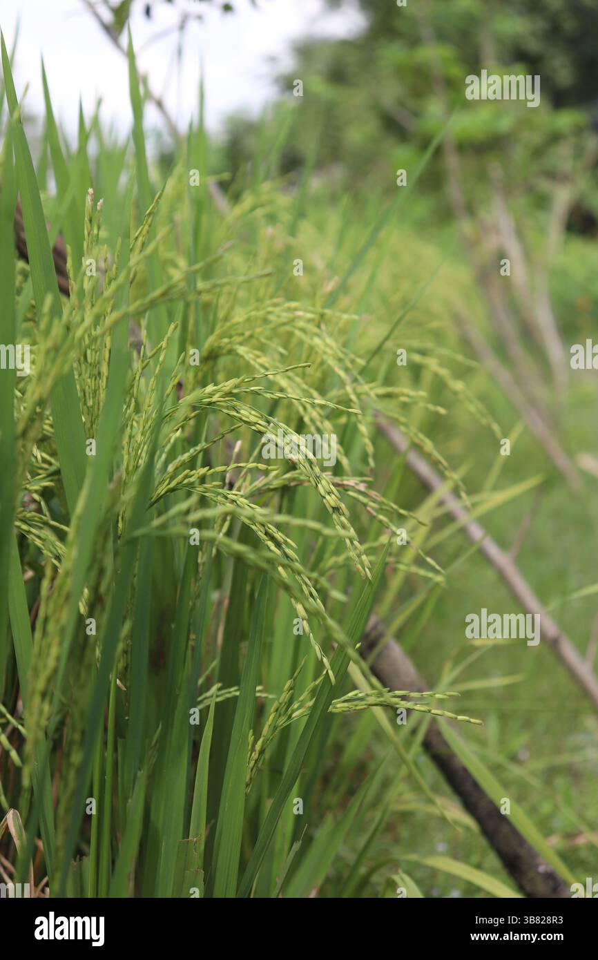 Close-up captures the vibrant green rice paddy field, focusing on the ...