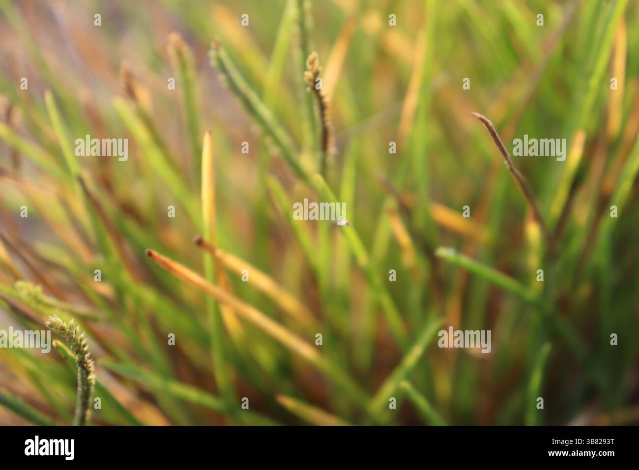 A soft focus captures the beauty of nature with slender green and brown ...