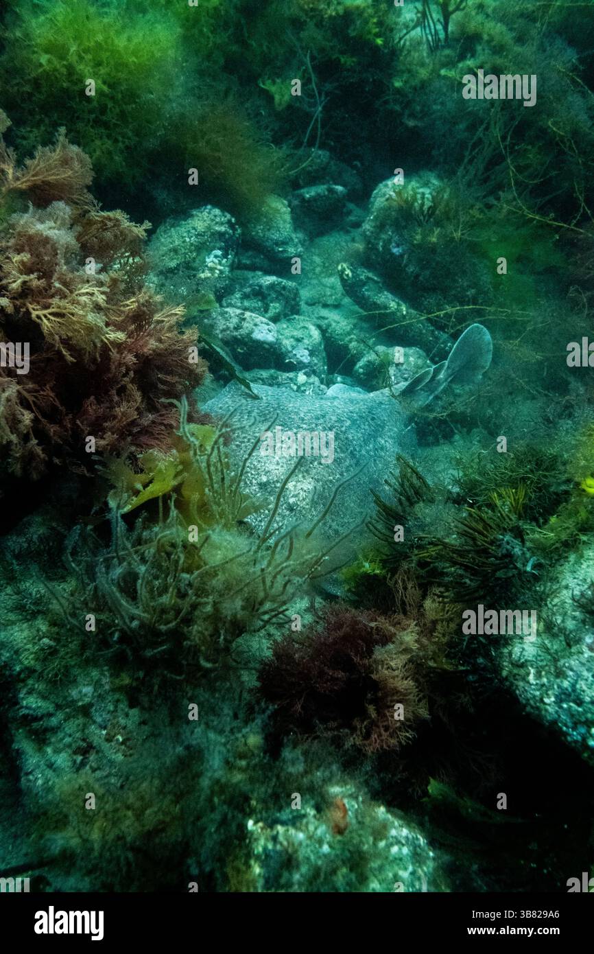 Underwater photograph in the English Channel of the Atlantic Ocean of a ...