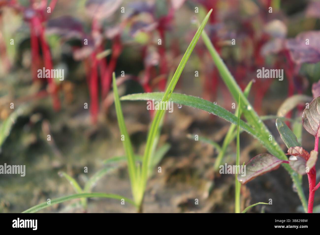 Slender green grass blade alongside hi-res stock photography and images ...