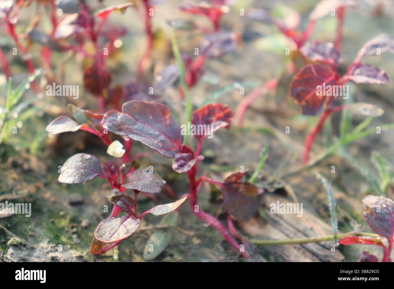 Red water sprouts growing hi-res stock photography and images - Alamy