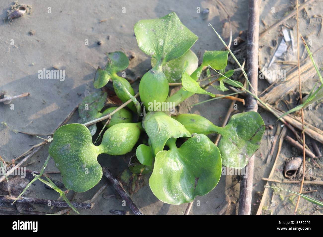The top-down shot reveals a water hyacinth plant featuring shiny green ...