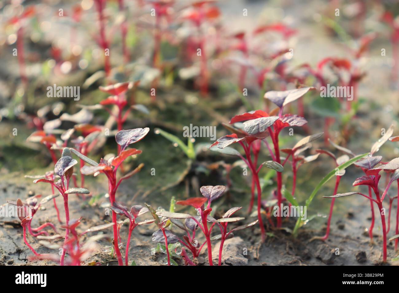 This captivating close-up showcases red amaranth seedlings with their ...