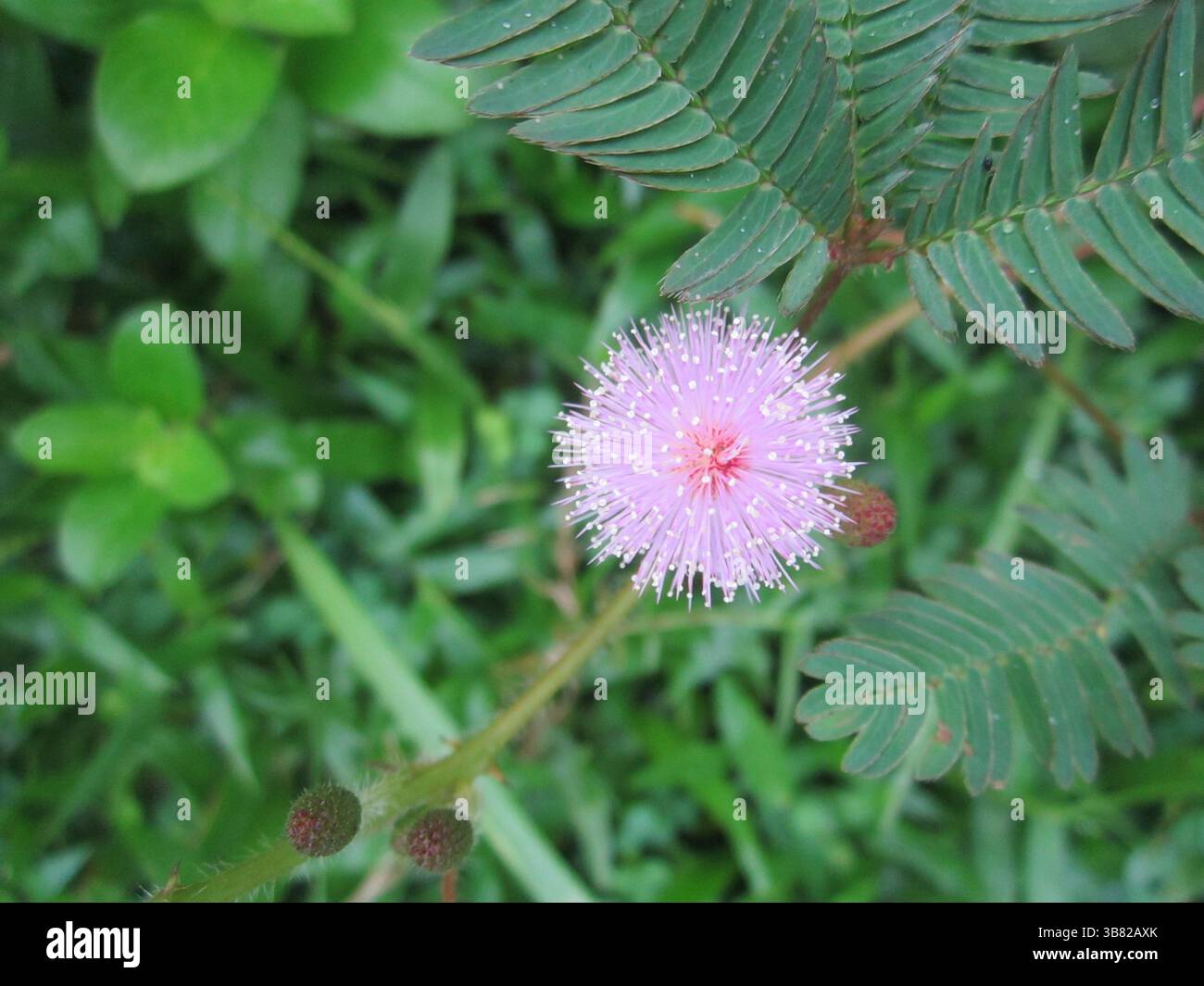Sensitive plant's light pink flower with needle like petals is ...