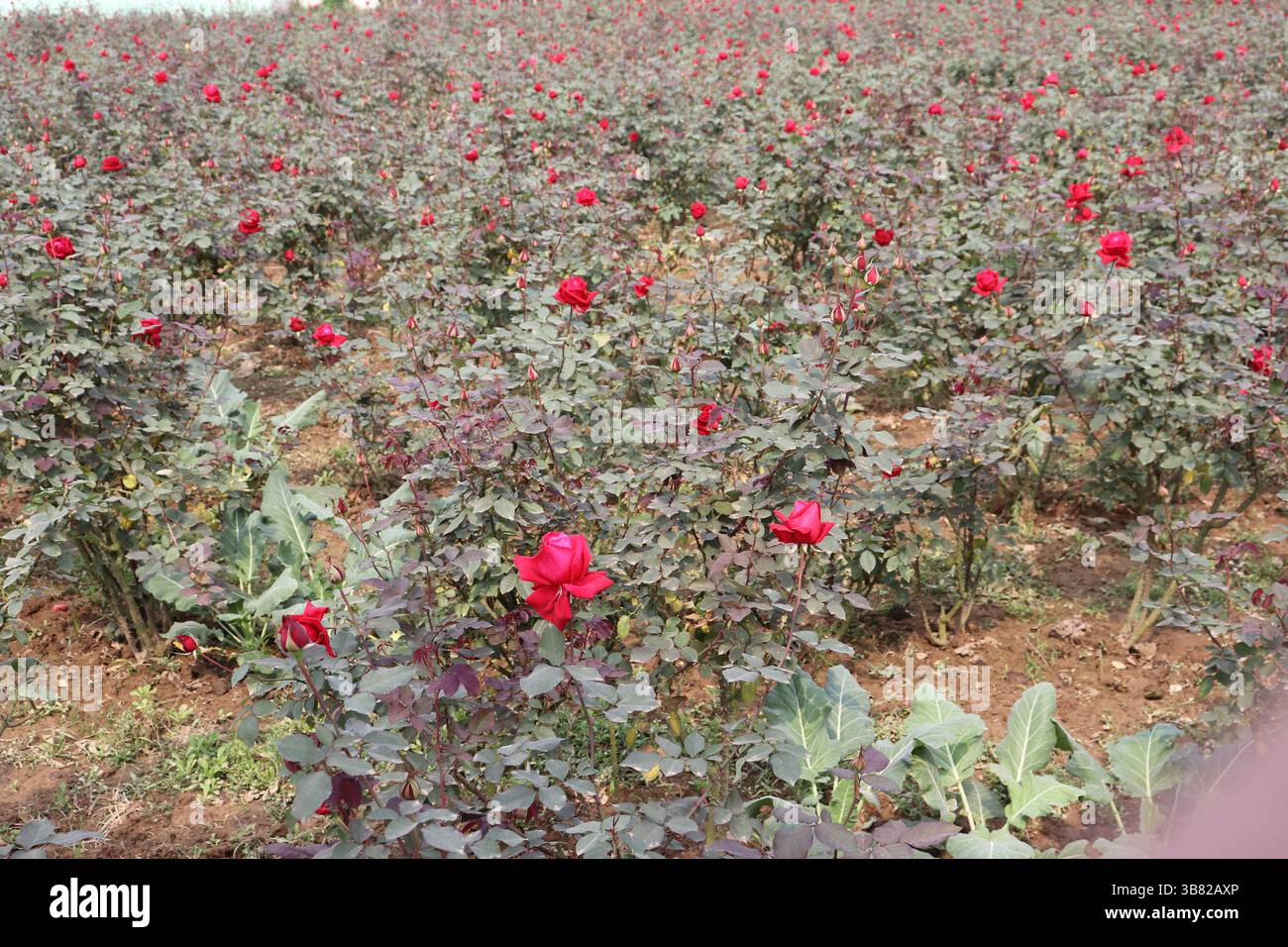 A vibrant photograph captures a sweeping view of a rose plantation ...